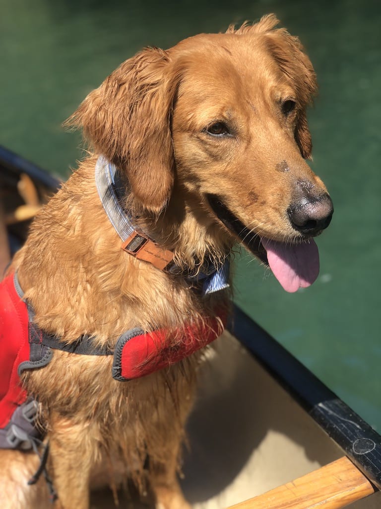 Best Dog Trainers in Jenks | passionate dog trainers