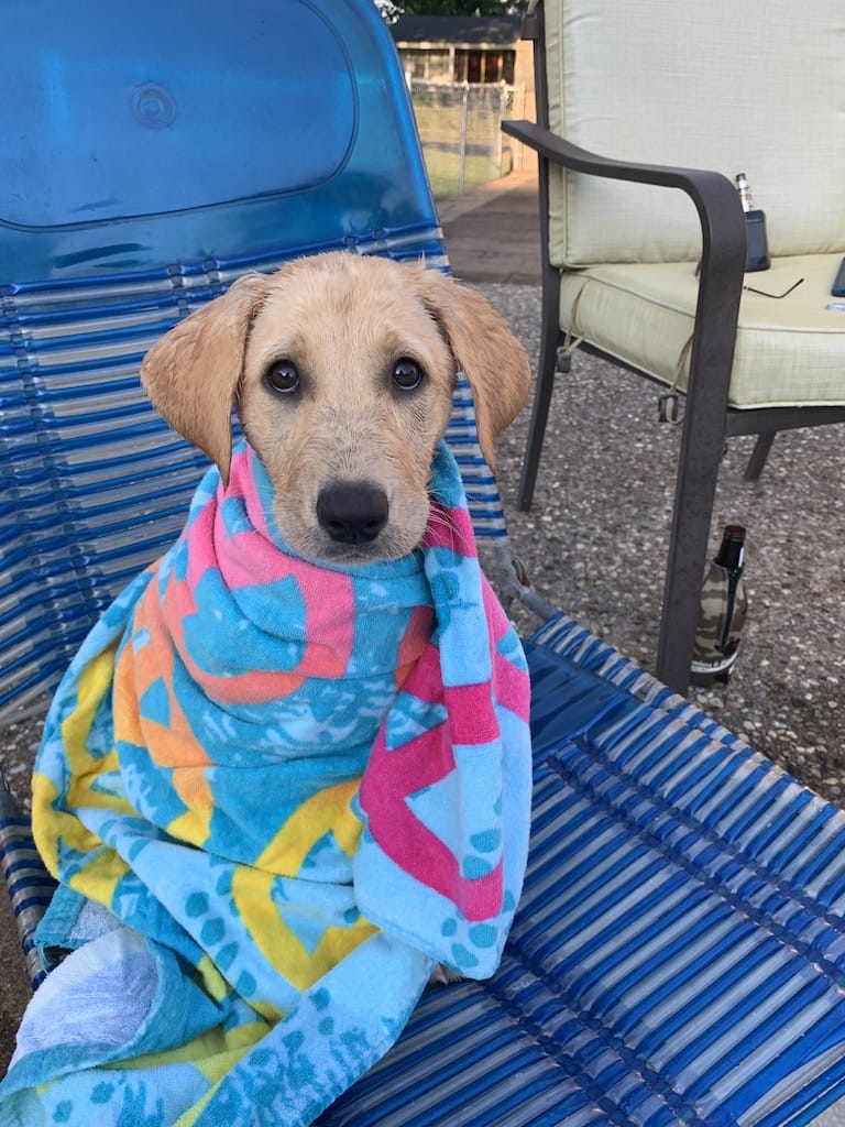 Aggressive Dog Training Bixby | focusing on the progressive dogs