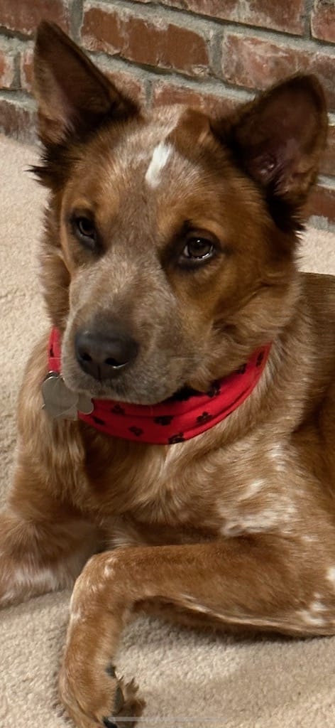 Aggressive Dog Training Tulsa | Proven Ways
