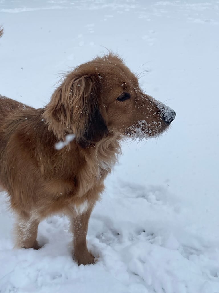 Aggressive Dog Training Broken Arrow | Great Idea for Dog