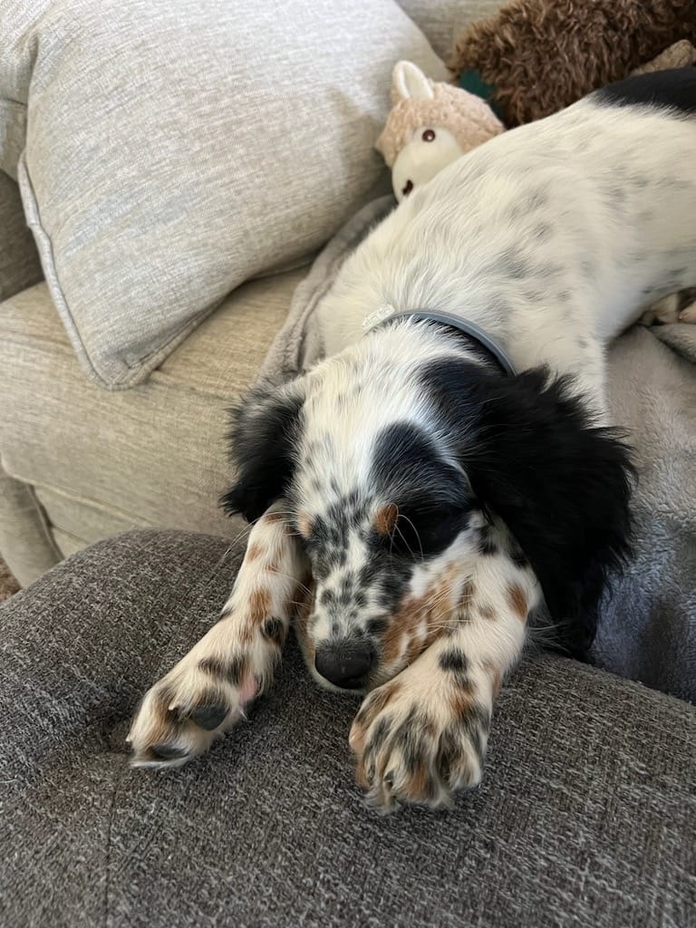 Anxiety Dog Training Glenpool | the perfect quality you need