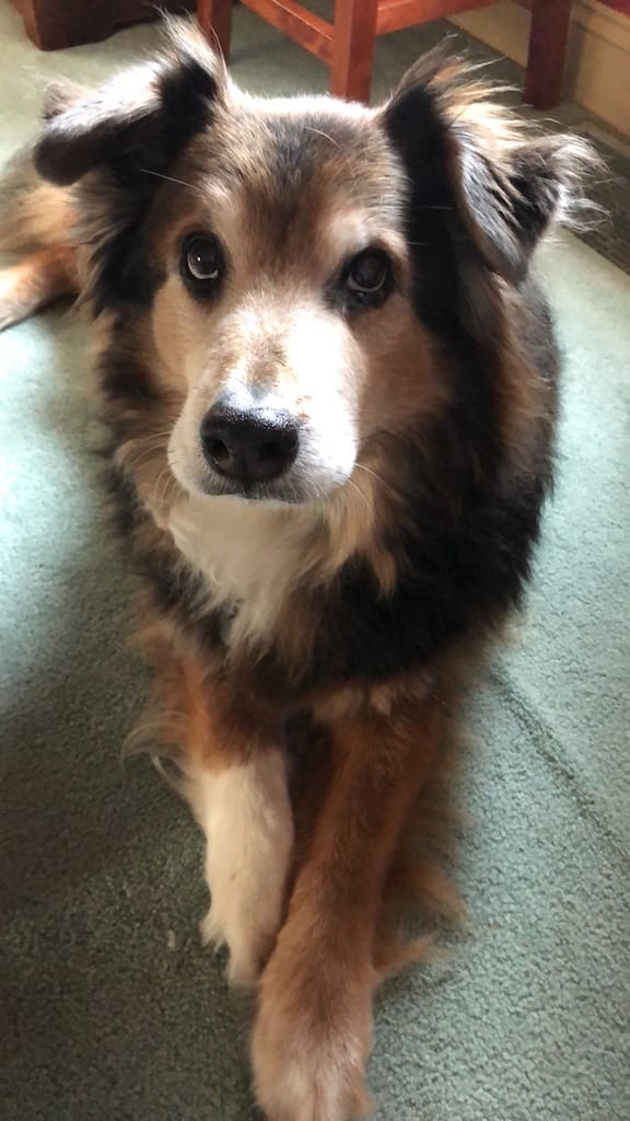 Anxiety Dog Training Jenks | Important Methods