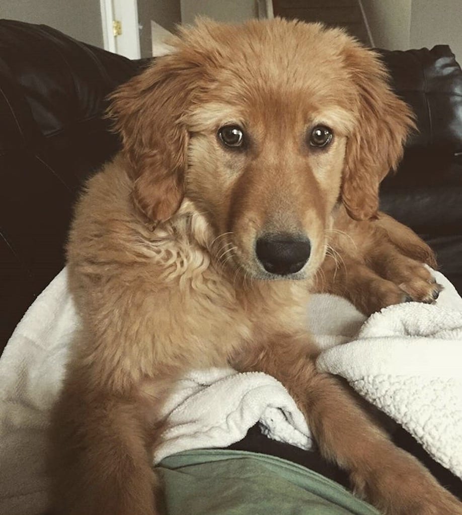 Anxiety Dog Training Owasso | Small Dogs Big Anxiety