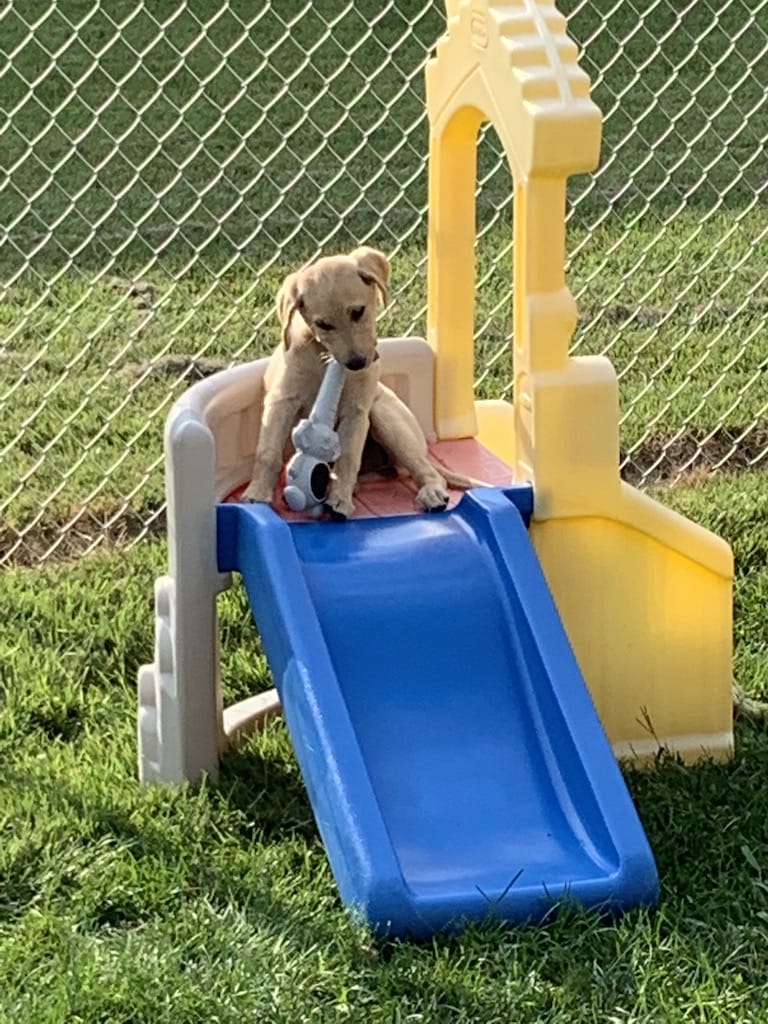 Best Dog Trainers in Bixby | impeccable timing and training