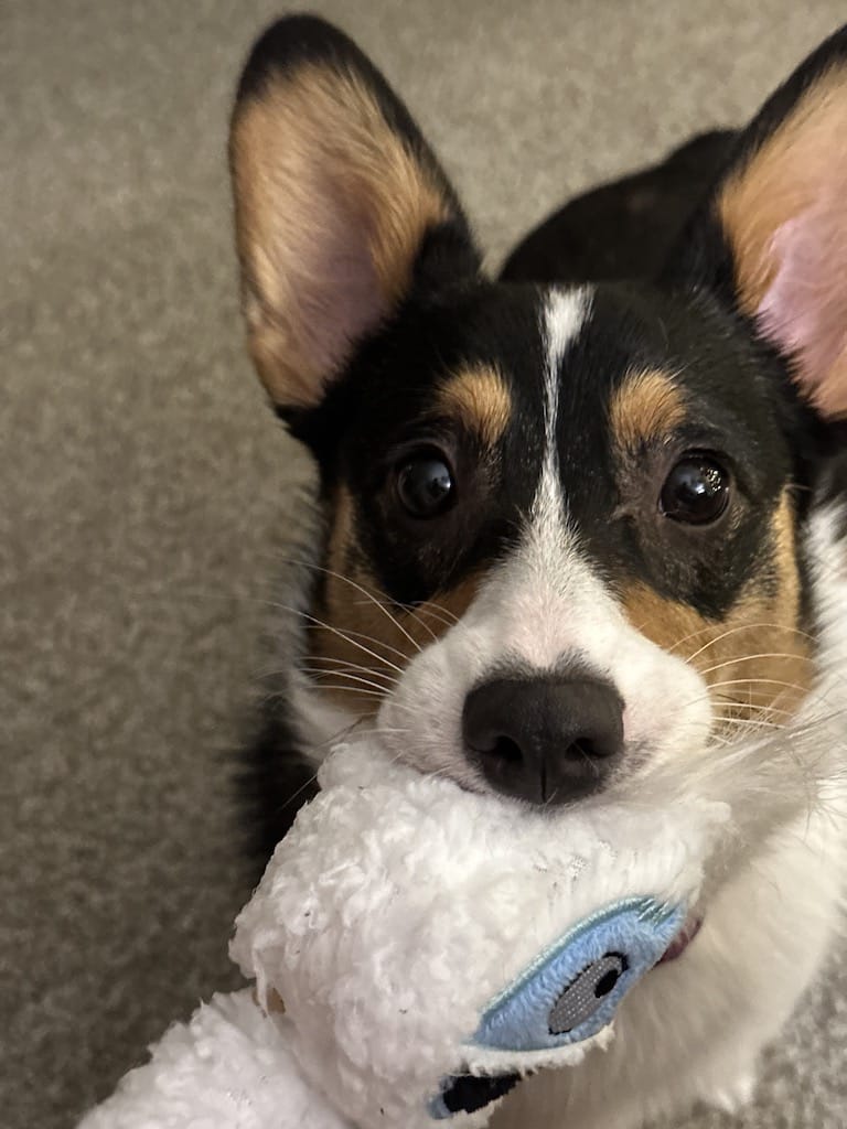 Best Dog Trainers in Bixby | best work by the best trainers