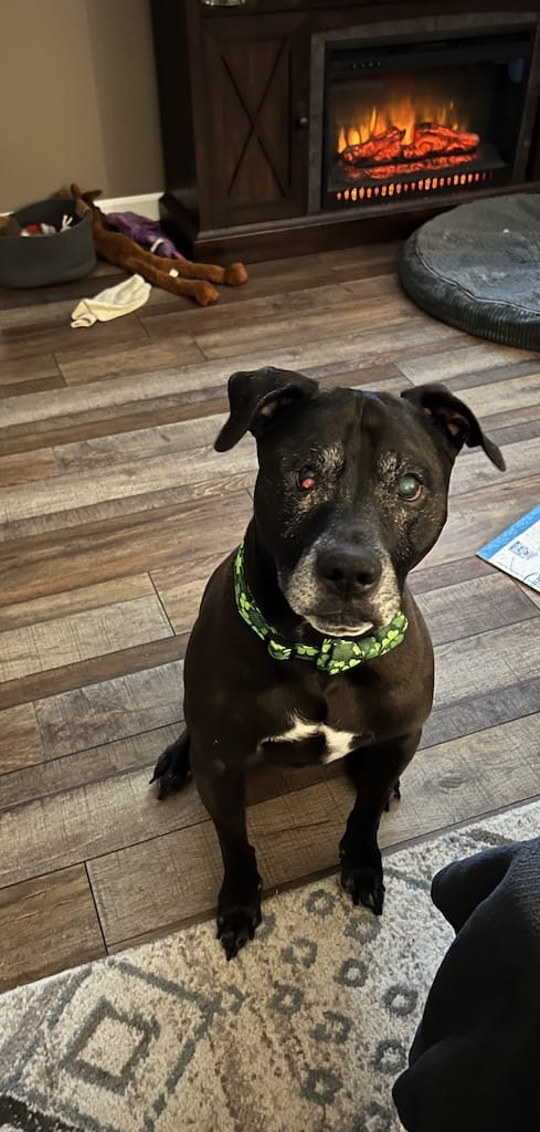 Best Dog Trainers in Jenks | training above the rest