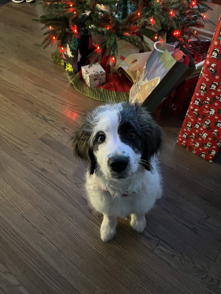 Best Dog Trainers in Tulsa | better And better dog training