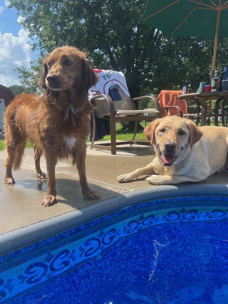 Best Dog Training Glenpool | the best of all time around here