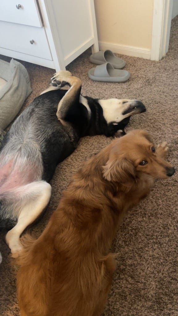 Best Dog Training Jenks | fun and friendly trainers