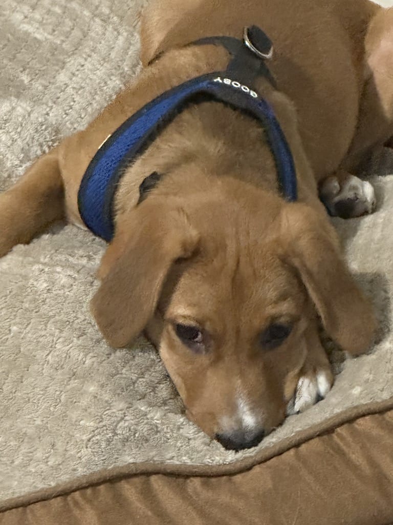 Bixby Dog Trainers | big expectations