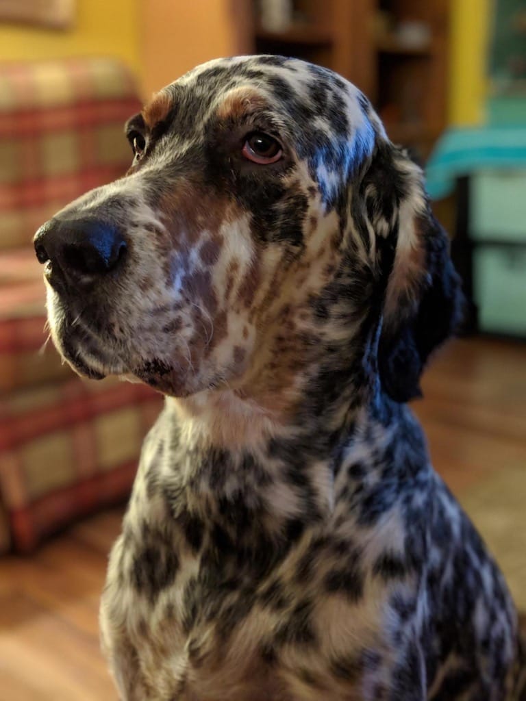 Bixby OK Dog Training | well-behaved pet