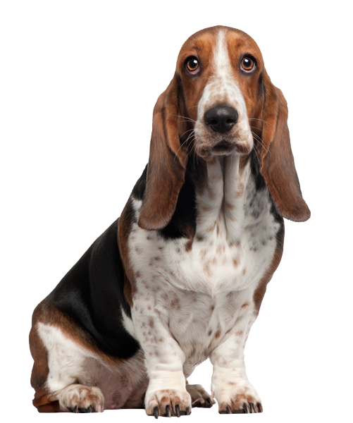 Board and Training Tulsa Dog Training | competent dog trainers