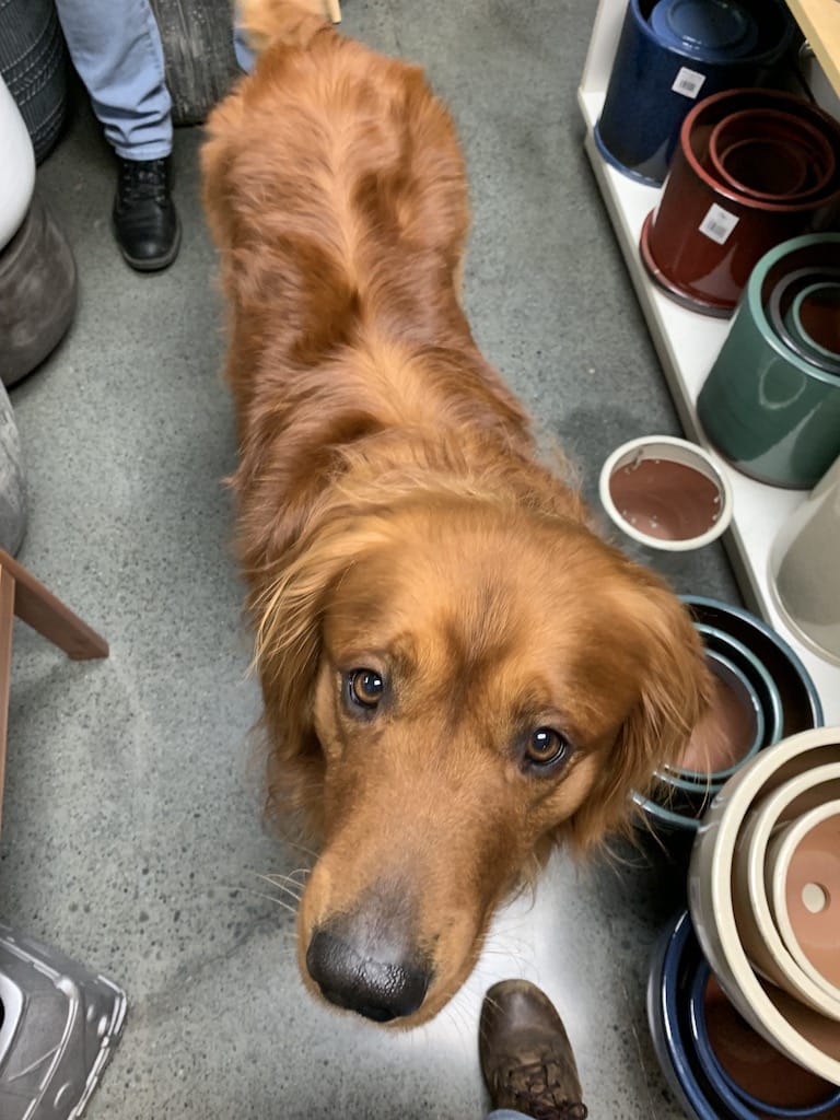 Broken Arrow OK Dog Training | Commands