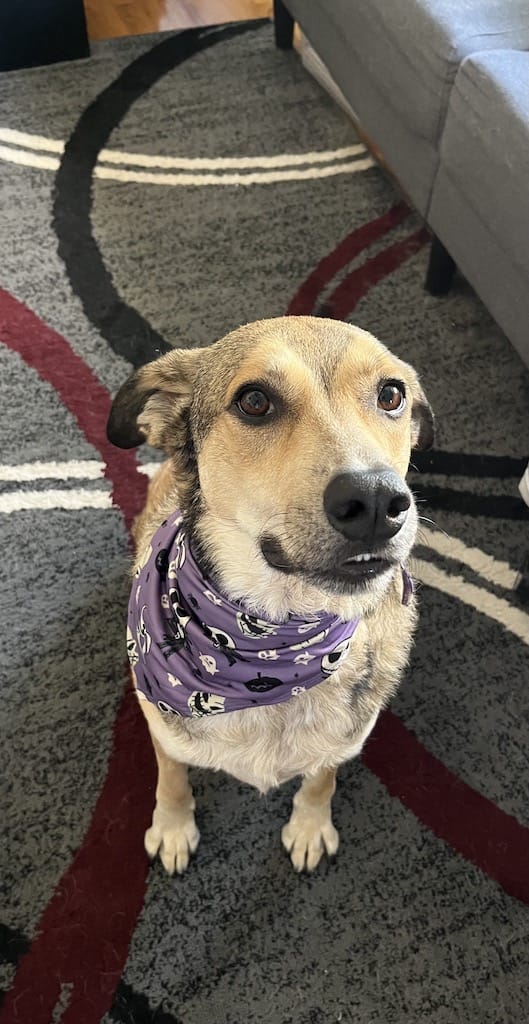 Dog Off Leash Training Jenks | Epic dog training