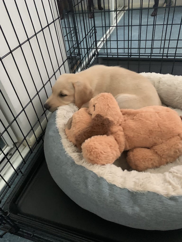 Dog Trainer Bixby | endless dog barking