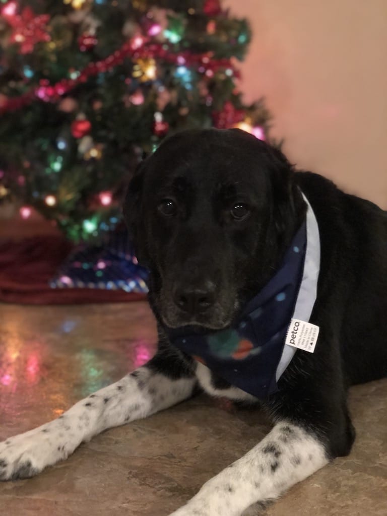 Dog Trainer Broken Arrow | Training In BA