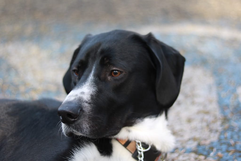 Dog Trainer Tulsa| we know about dogs