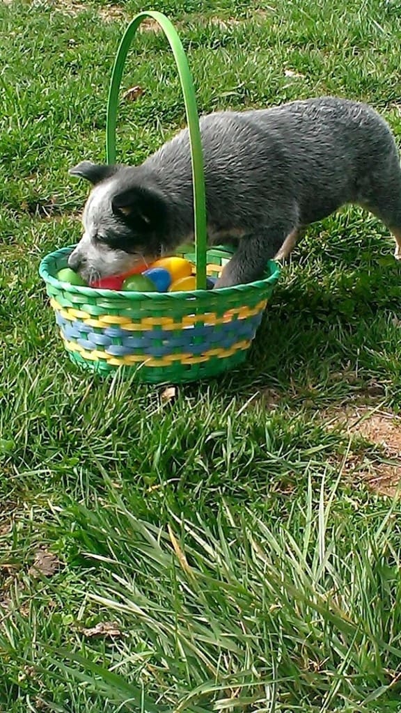 Dog Trainers Bixby OK | incredible benefits for you