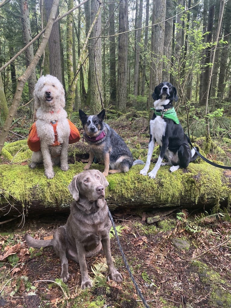 Dog Trainers Broken Arrow | fantastic training for your puppy