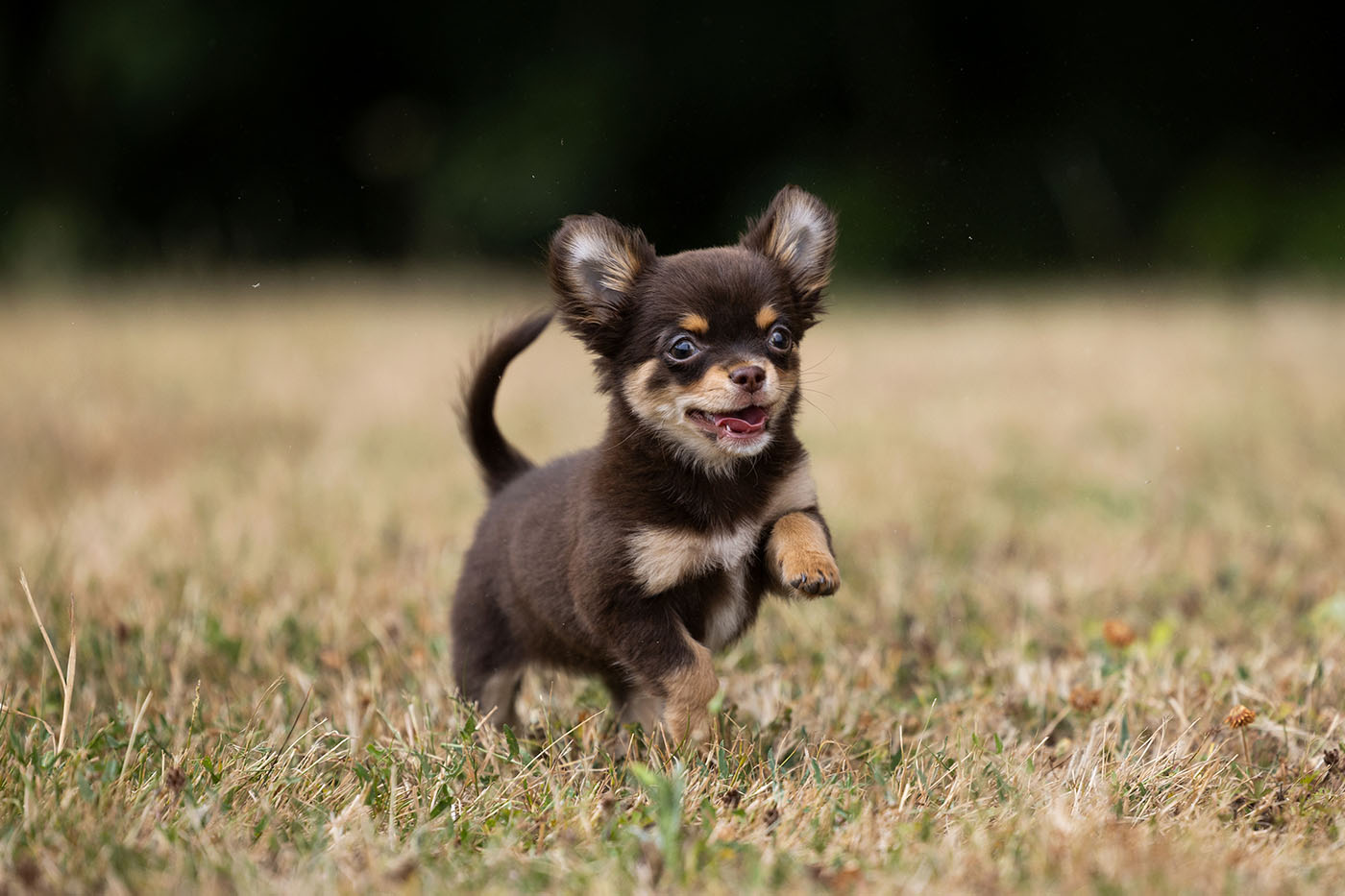 Dog Trainers In Tulsa | experts you can rely on