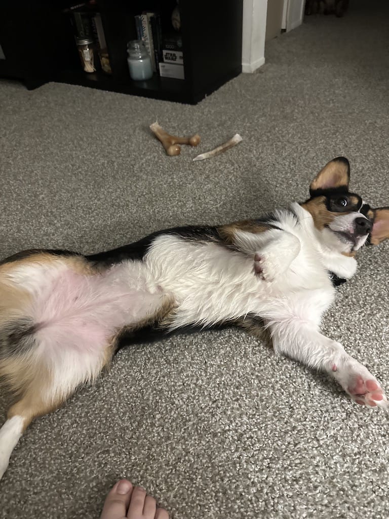 Dog Trainer Jenks OK | see the difference in your dog