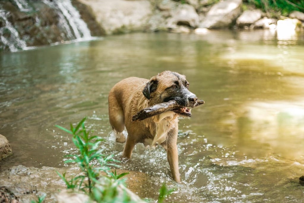 Dog Trainers Owasso | we train all breeds