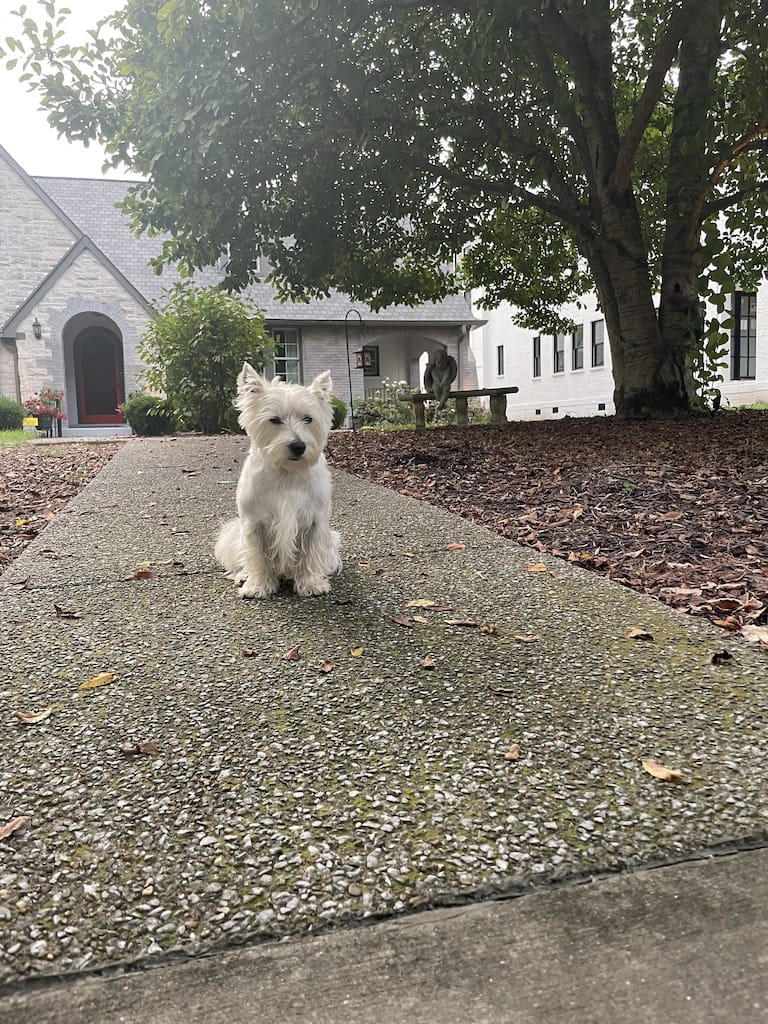 Dog Training Bixby OK | The puppy training your Dog needs