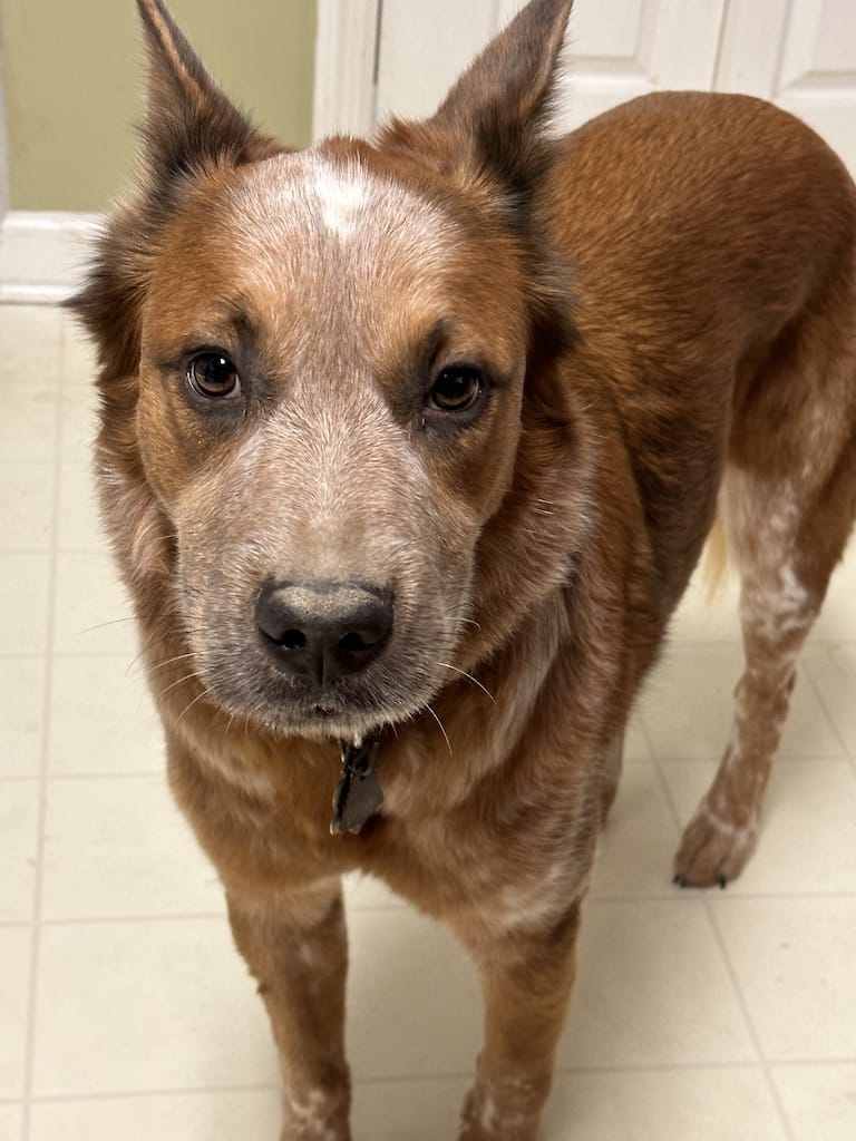Dog Training Broken Arrow OK | loving culture