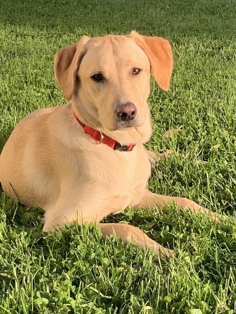 Dog Training Broken Arrow Oklahoma | All dog training leads to this