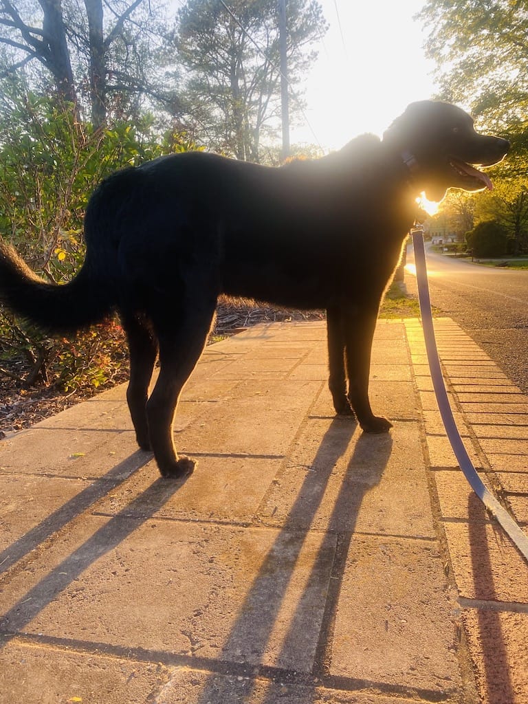 Dog Training Edmond Oklahoma | super terrific services