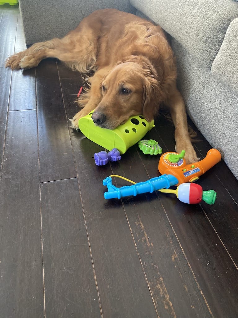 Dog Training Jenks Ok | Miss Understood: A Pet Story