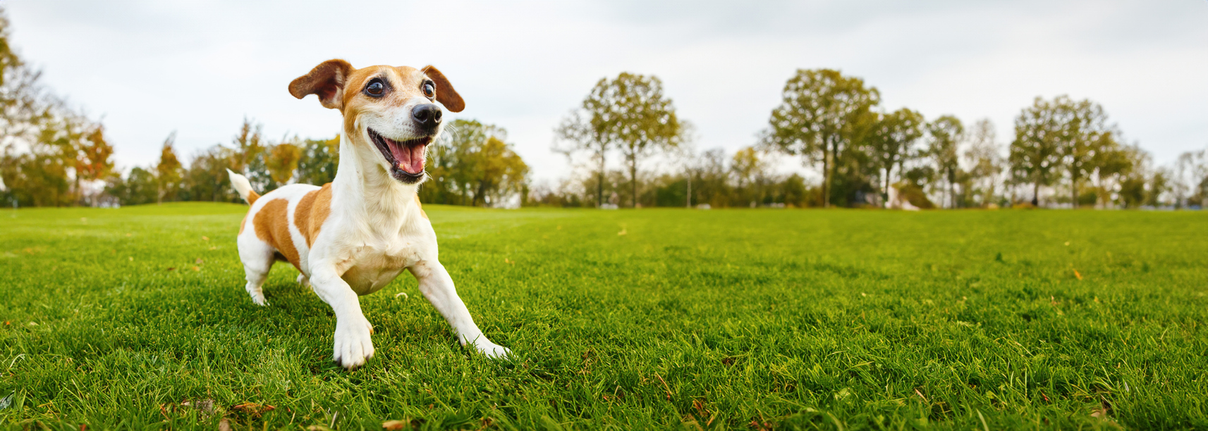 Dog Training in Edmond | Private Lessons