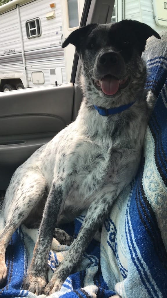 Dog Off Leash Training Broken Arrow | get it started