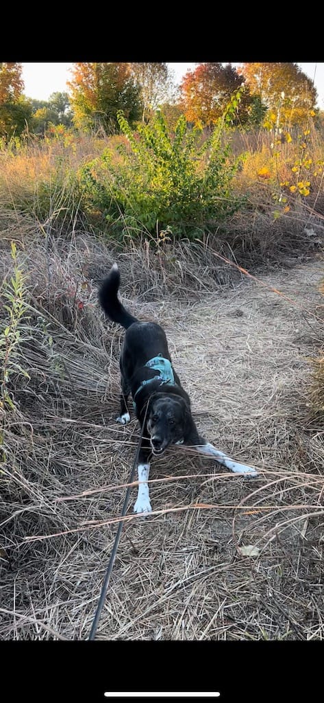 Dog Potty Training Broken Arrow | your dog will learn from the best