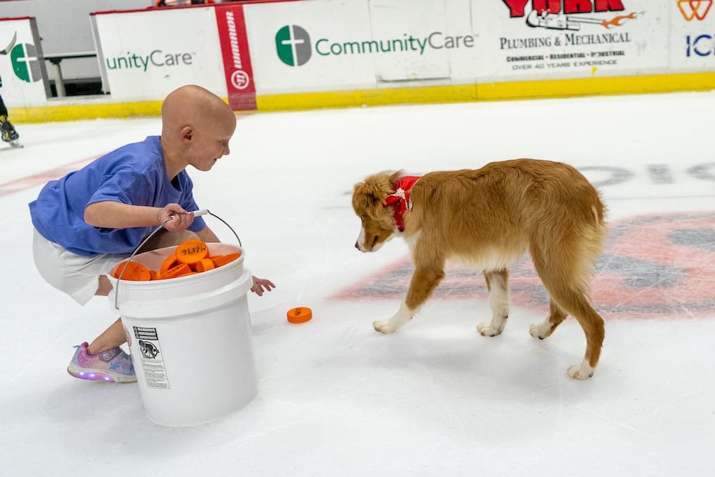 Dog training techniques Tulsa | best overall dog training experience