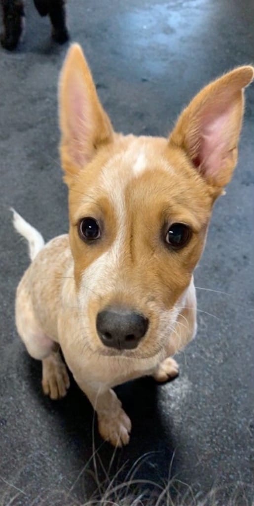 Edmond Dog Training | incredible training with results