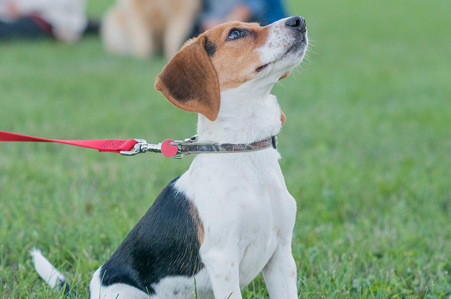 Find Dog Trainers In Tulsa | puppy training 101