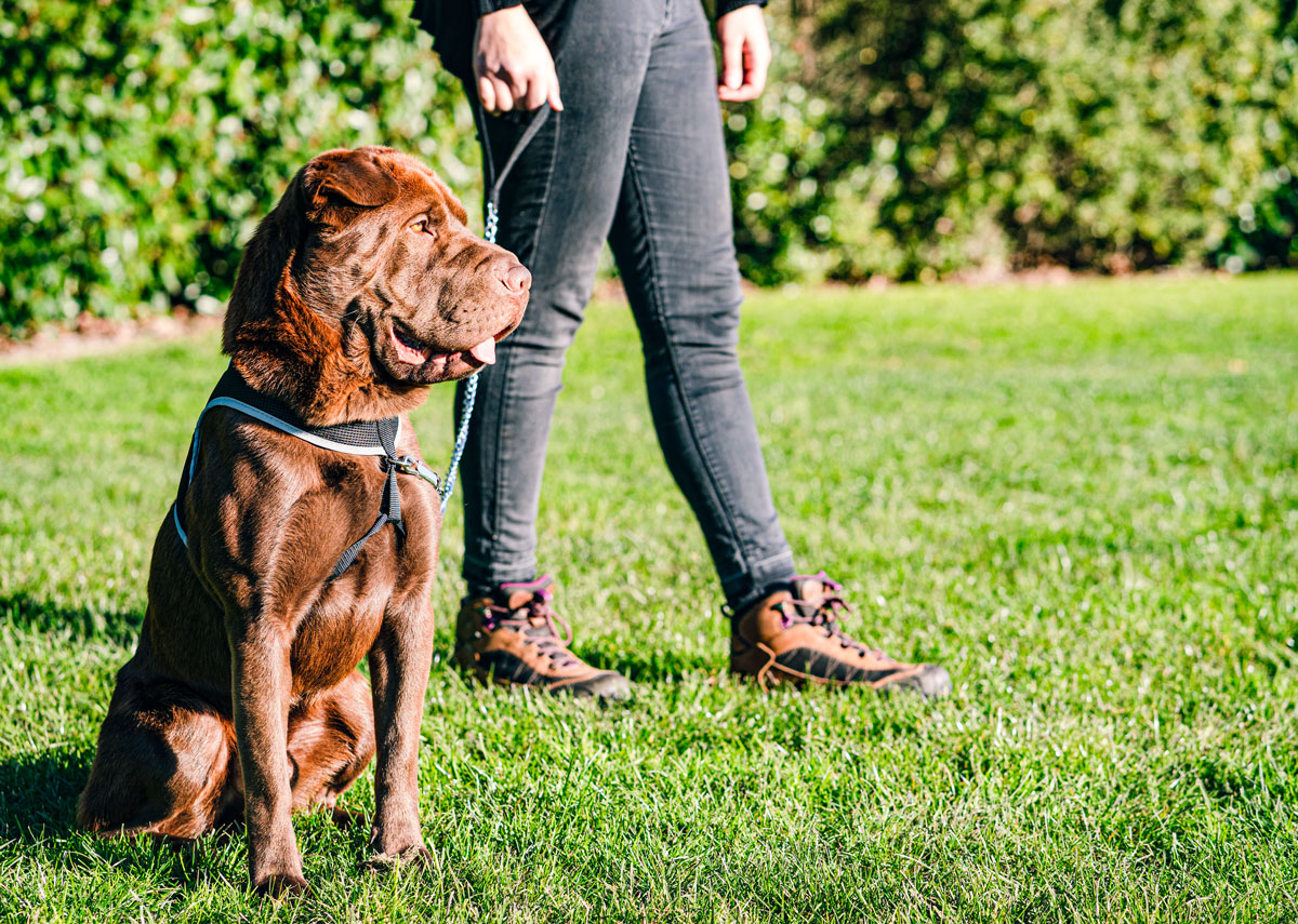 Find a Dog Trainer Near Tulsa, OK | ROUND UP THE DOGS