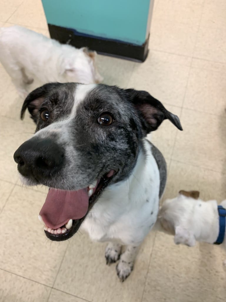 Find a Dog Trainer Tulsa | Dog Trainer Success