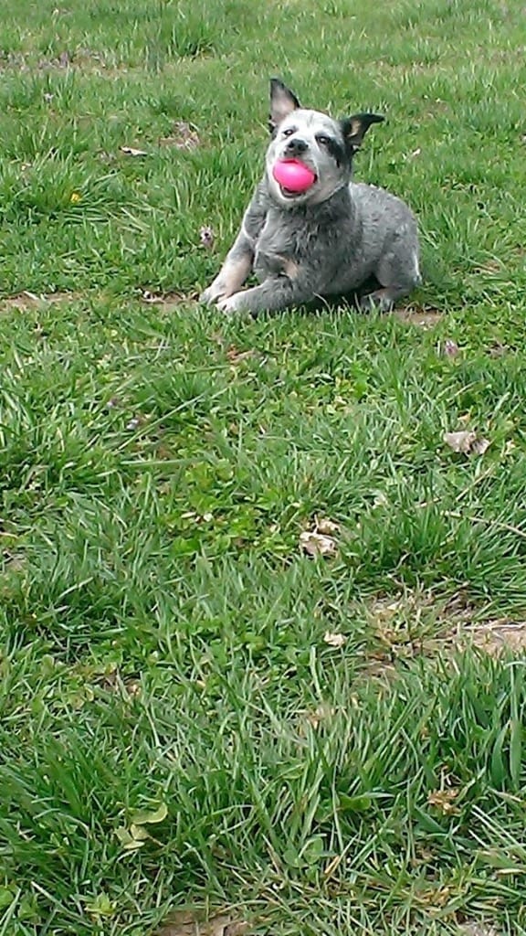 Find a Dog Trainer Owasso | Direct Dog Training