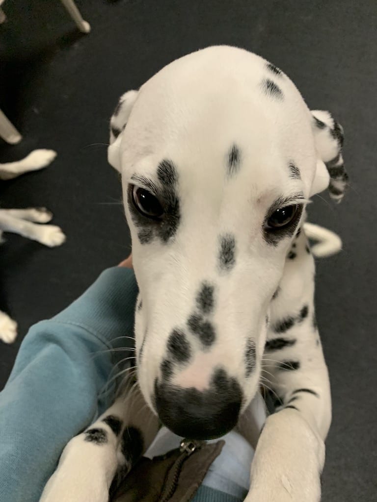 Jenks Dog Training | we train ALL breeds