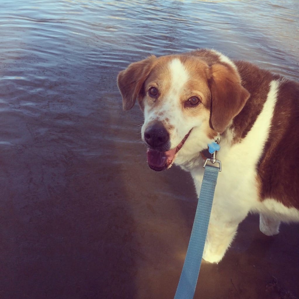 Jenks OK Dog Trainer | Training Command Center