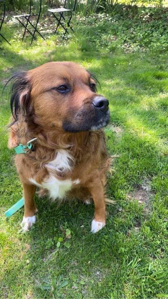 Jenks OK Dog Training | How Things Work