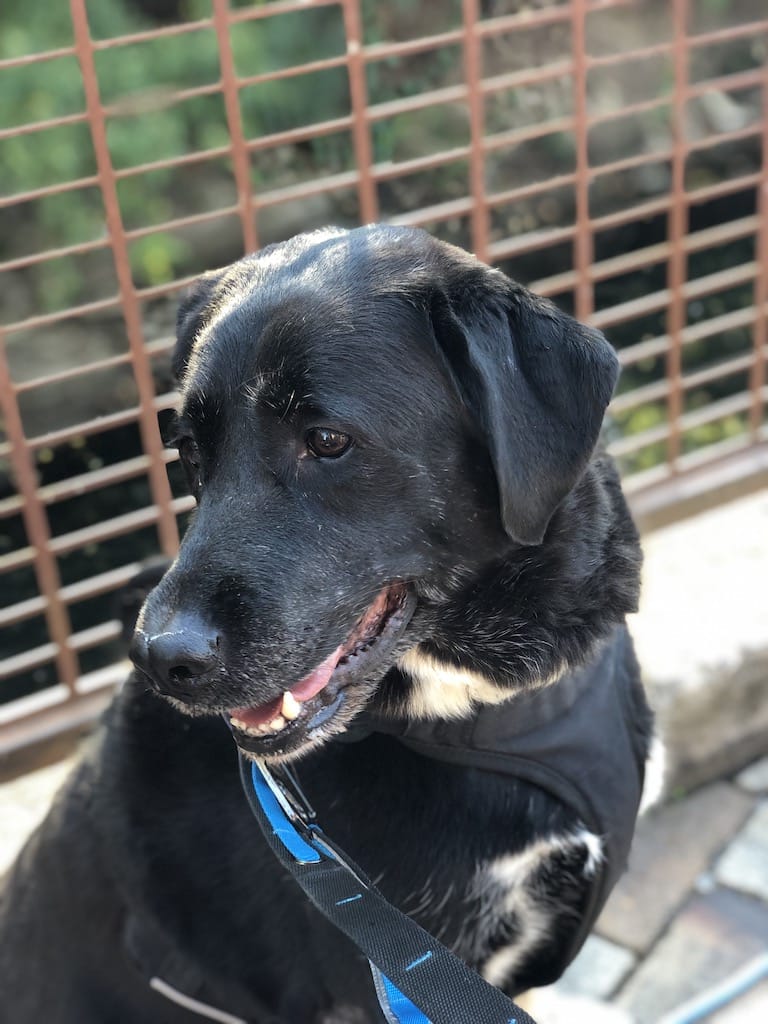 Near Me Dog Training Broken Arrow | dogs can listen super fast