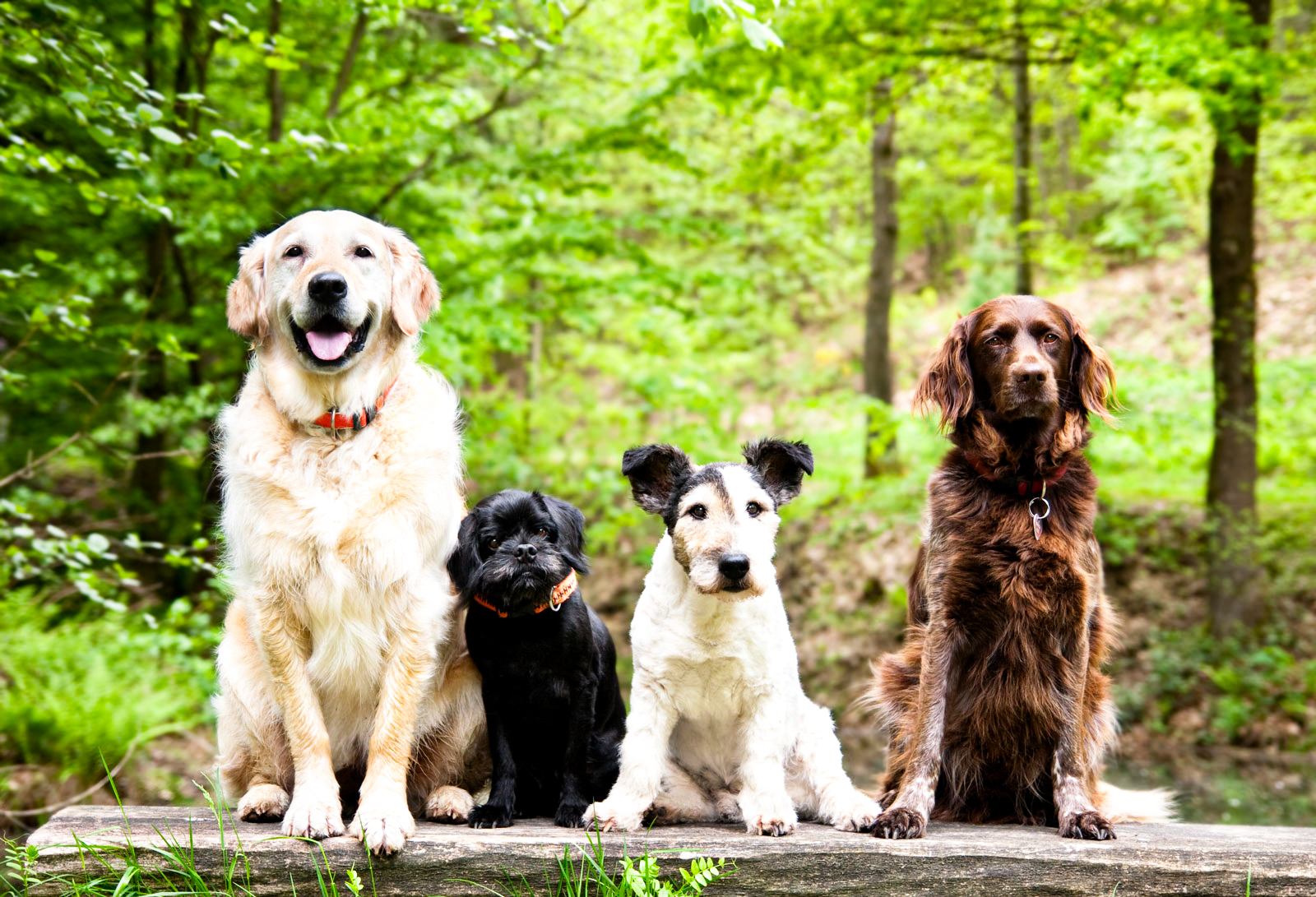 OKC Dog Trainers | train your dog right now with us