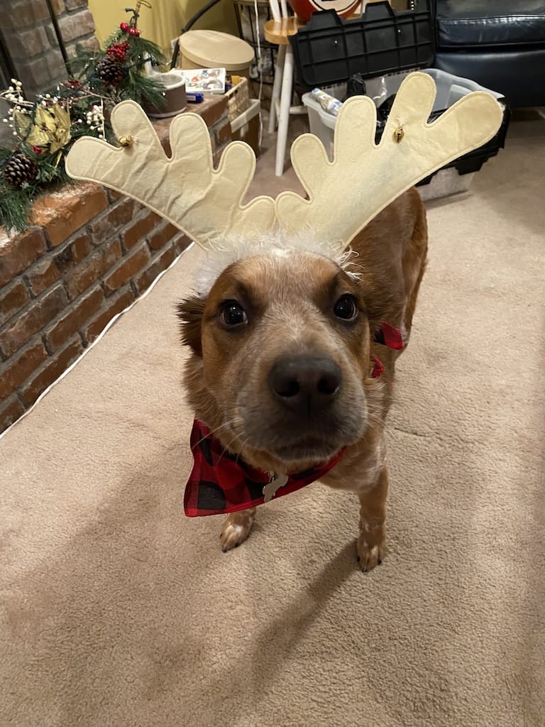 Oklahoma City Dog Training | training to be the best here