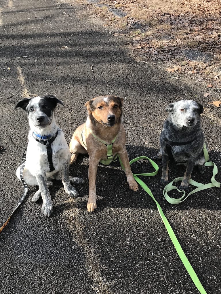 Dog training in Broken Arrow | making it easier on you