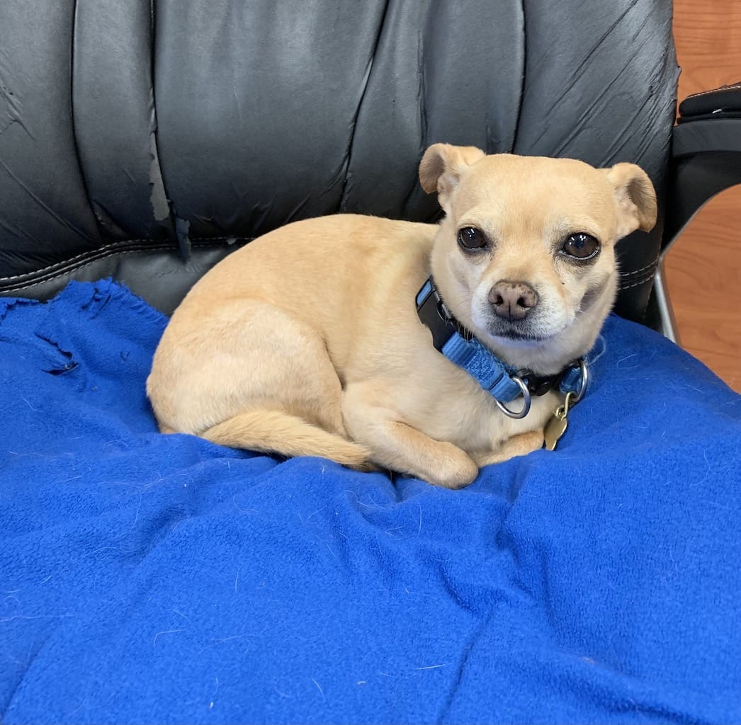 Owasso dog trainer | Superior dog service