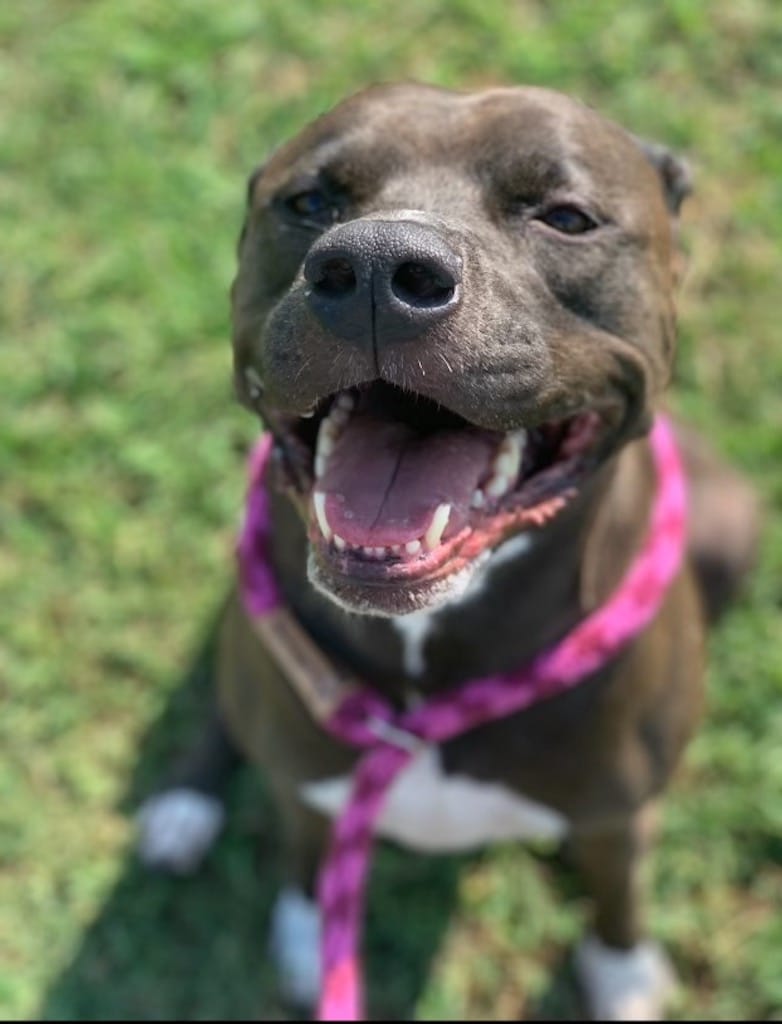 Pitbull Tulsa Dog Training Tulsa | little dogs