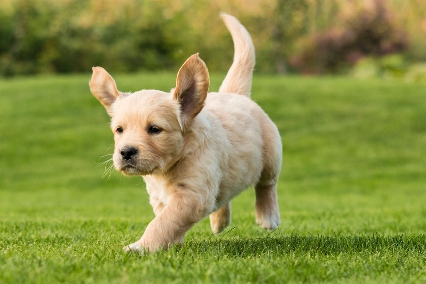 Professional Dog Training Tulsa | Boarding School Is An Option